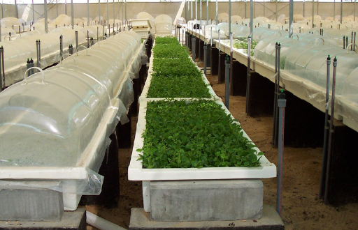 Best GRP Planter Box Supplier in Dubai | Greenline fibre